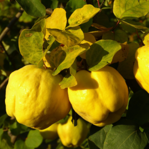 Quince Fragrance Oil - 500ml - Fun With Soap